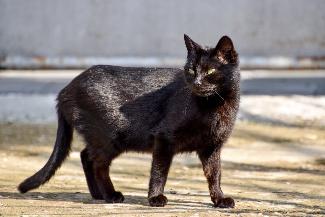 Ako je možné, že mačky zakaždým pristanú na štyroch? - Vedelisteze.sk
