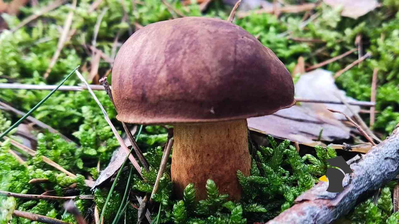 Viete, ako lesné huby medzi sebou komunikujú a ktorá huba používa ...