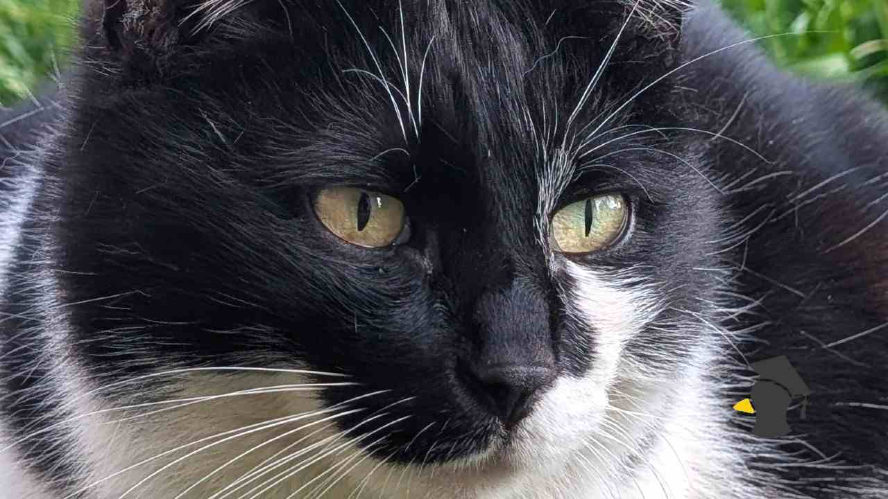 20 rokov znepokojivých dát potvrdilo, že mačky môžu chytiť smrteľnú ...